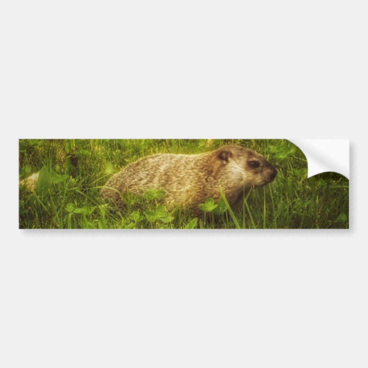 Groundhog in a field bumper sticker | Zazzle