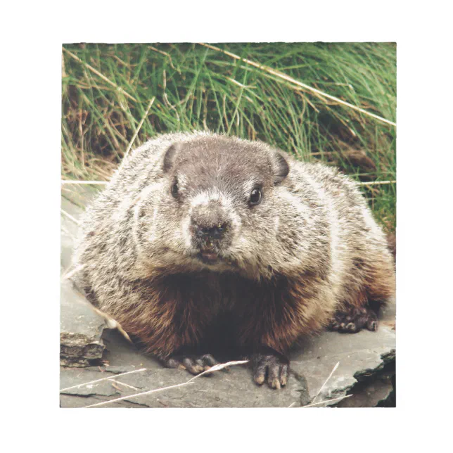 Groundhog Notepad | Zazzle