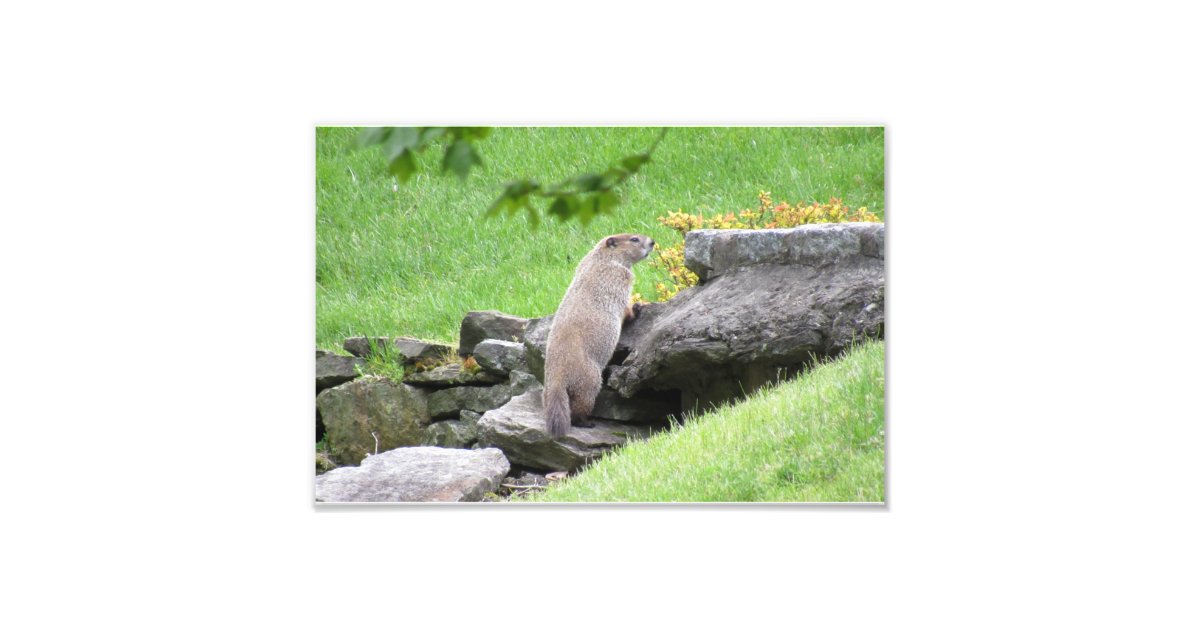 Groundhog on Rocks Photo Print Poster | Zazzle