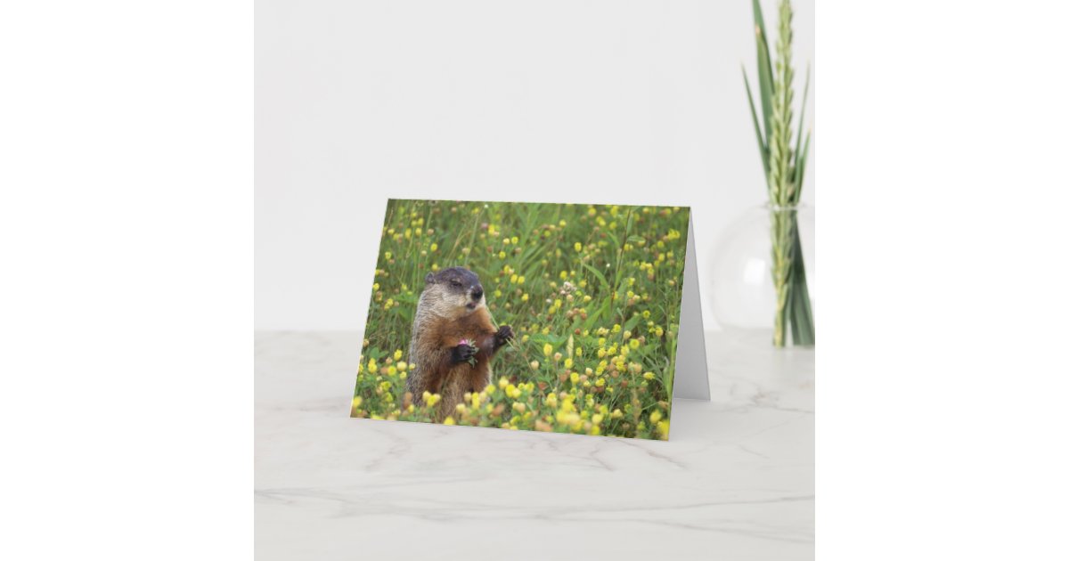 Groundhog Pose Card | Zazzle