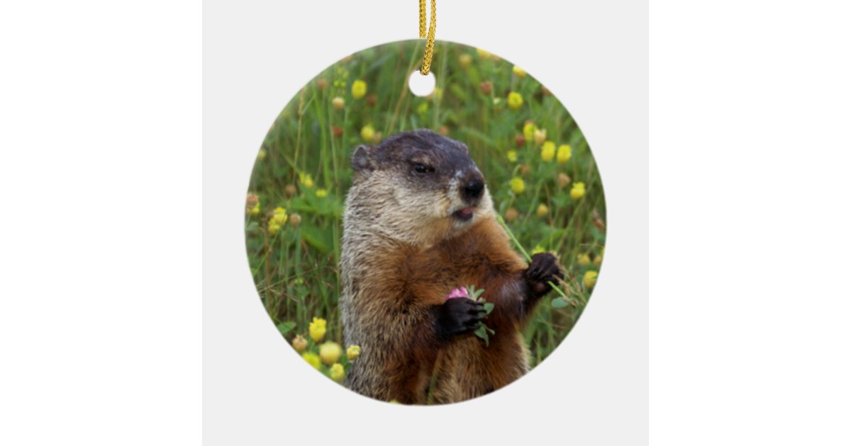 Groundhog Pose Ceramic Ornament | Zazzle