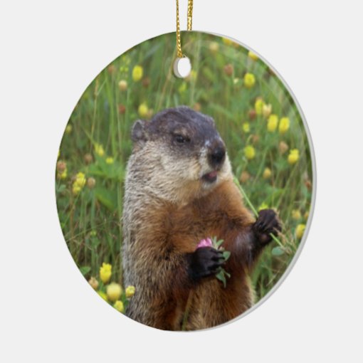 Groundhog Pose Ceramic Ornament | Zazzle