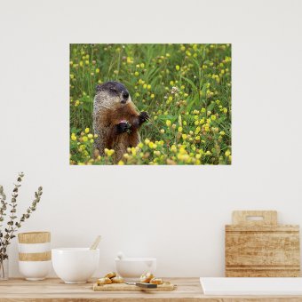 Groundhog Pose Poster | Zazzle