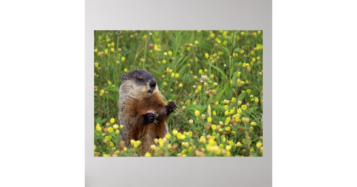 Groundhog Pose Poster | Zazzle