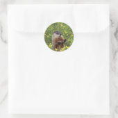 Groundhog Pose Sticker | Zazzle