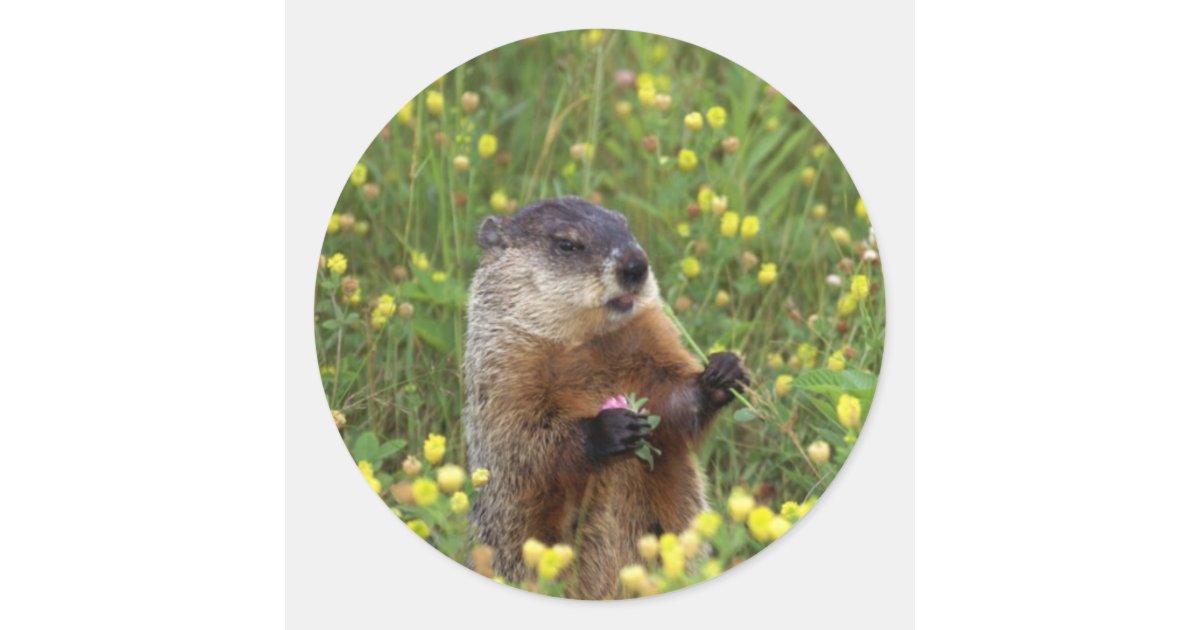Groundhog Pose Sticker | Zazzle
