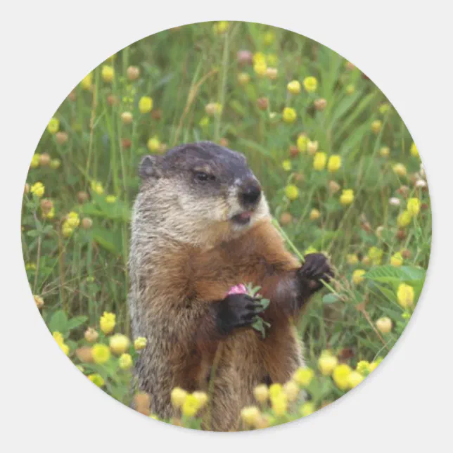 Groundhog Pose Sticker | Zazzle