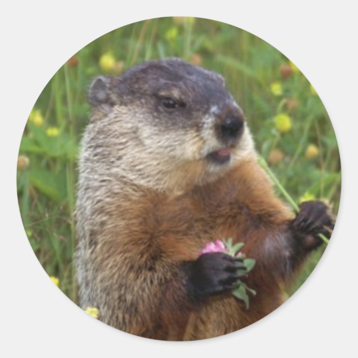 Groundhog Pose Sticker - Closer | Zazzle