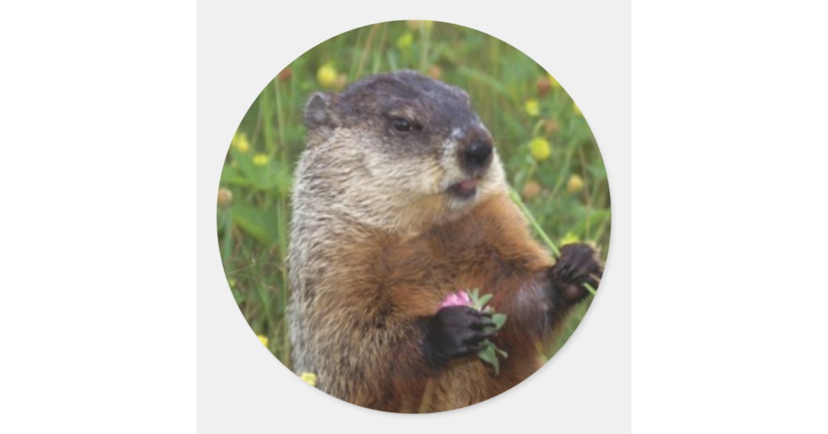 Groundhog Pose Sticker - Closer | Zazzle