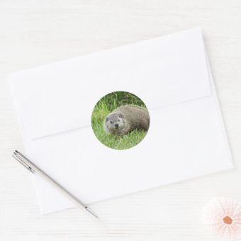 Groundhog Sticker | Zazzle