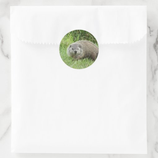 Groundhog Sticker | Zazzle