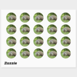 Groundhog Sticker | Zazzle