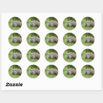 Groundhog Sticker | Zazzle