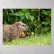 Groundhog / Woodchuck Holding a Dandelion Poster | Zazzle