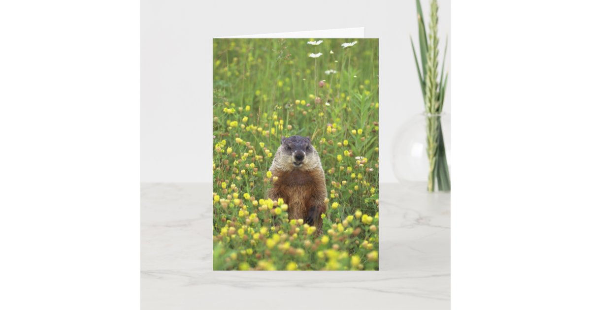 Groundhogs Rule Card | Zazzle