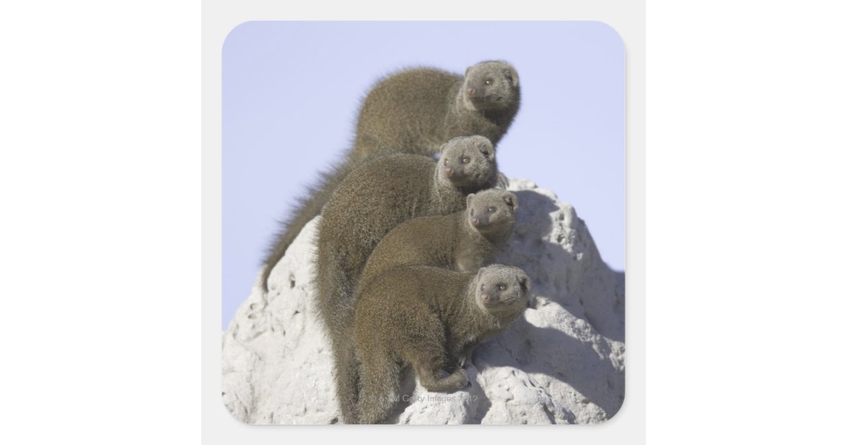 Group of Dwarf Mongoose on a Termite Mound in Square Sticker | Zazzle