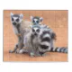 Group of Ring-Tailed Lemurs Jigsaw Puzzle | Zazzle