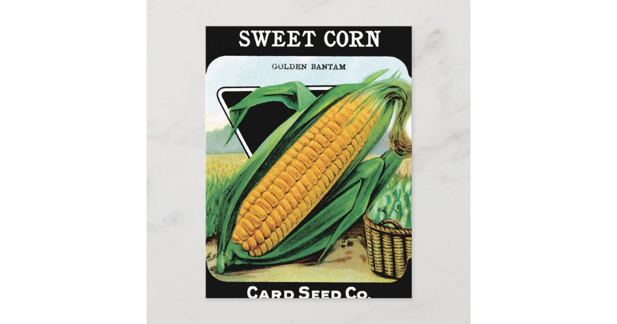 Growing Corn Postcard | Zazzle