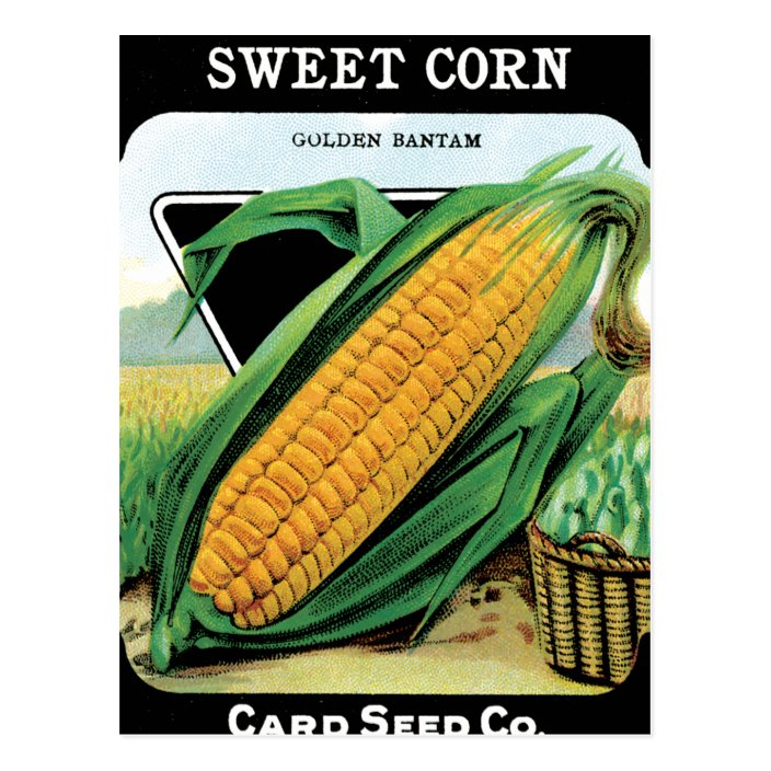 Growing Corn Postcard | Zazzle.com