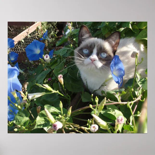 Grumpy Cat in the Morning Glories 20x16 Poster | Zazzle