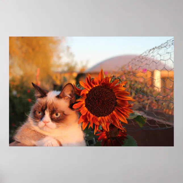 Grumpy Cat Sunflower Poster | Zazzle