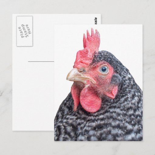 Grumpy Chicken Funny Frowning Hen Photo Postcard | Zazzle