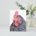 Grumpy Chicken Funny Frowning Hen Photo Postcard | Zazzle
