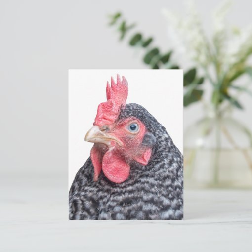 Grumpy Chicken Funny Frowning Hen Photo Postcard | Zazzle
