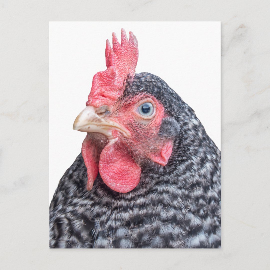 Grumpy Chicken Funny Frowning Hen Photo Postcard | Zazzle