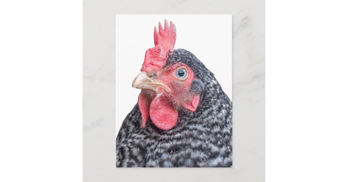 Grumpy Chicken Funny Frowning Hen Photo Postcard | Zazzle