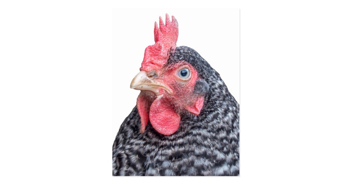 Grumpy Chicken Funny Frowning Hen Photo Postcard | Zazzle.com
