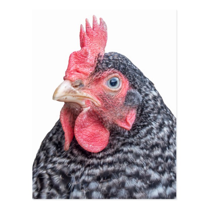 Grumpy Chicken Funny Frowning Hen Photo Postcard | Zazzle.com