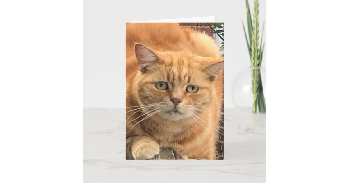 Grumpy Ginger Cat Card | Zazzle