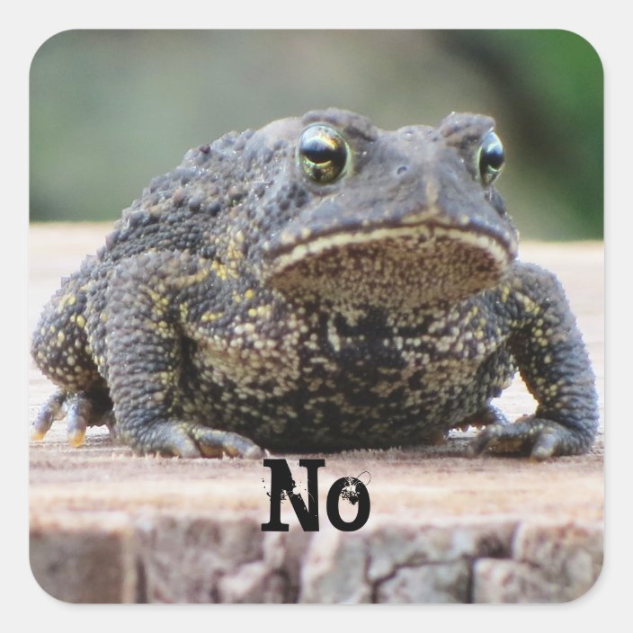 Grumpy Old Toad on a Stump Square Sticker | Zazzle.com