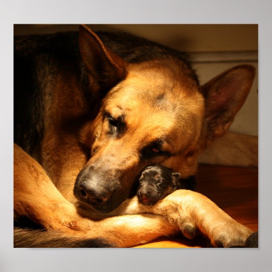 GSD Love Poster | Zazzle.com