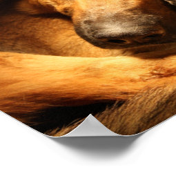 GSD Love Poster | Zazzle