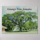 Guango Tree, Jamaica Poster | Zazzle