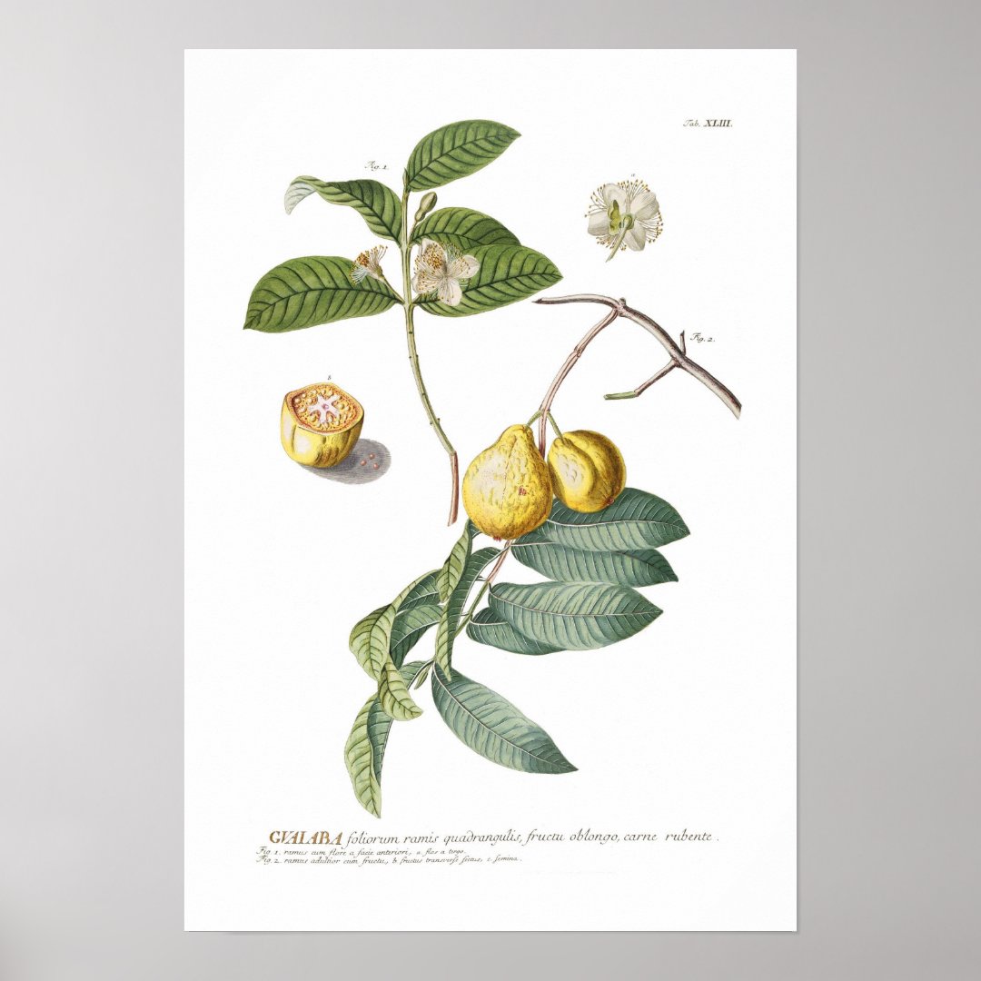 Guava Poster | Zazzle