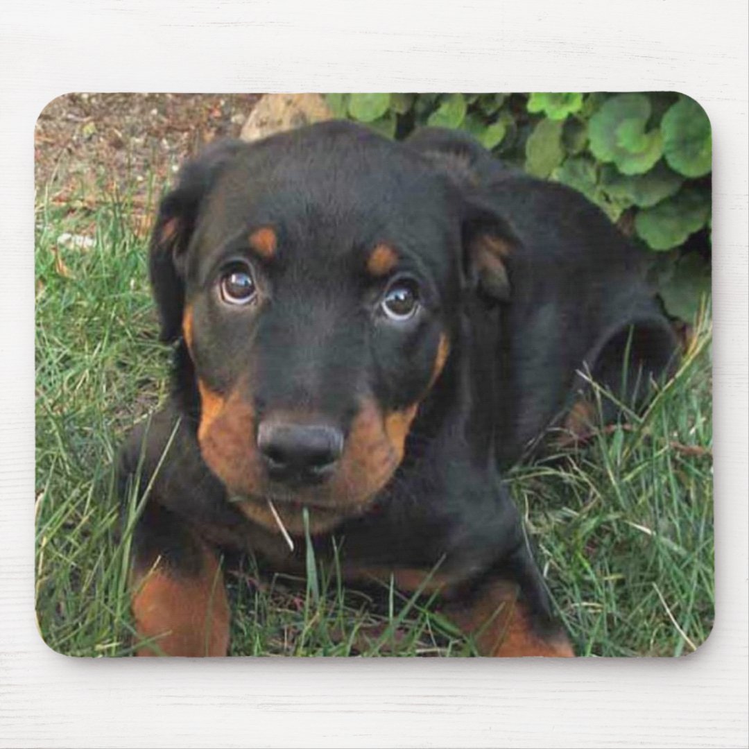 Guilty Rottweiler Puppy Mouse Pad | Zazzle