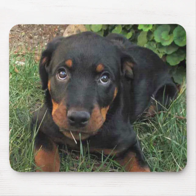 Guilty Rottweiler Puppy Mouse Pad | Zazzle