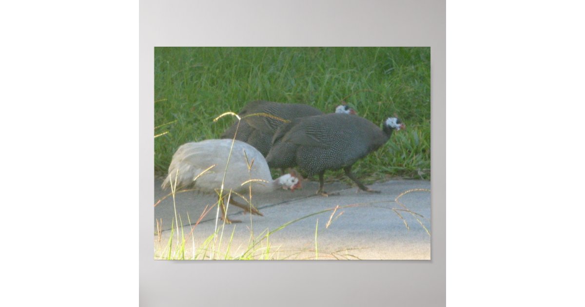 Guinea Fowl Poster | Zazzle