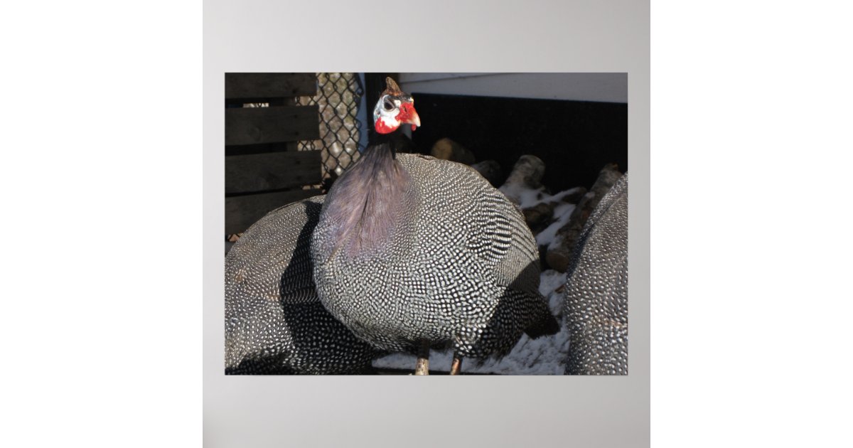 Guinea Fowl Poster | Zazzle