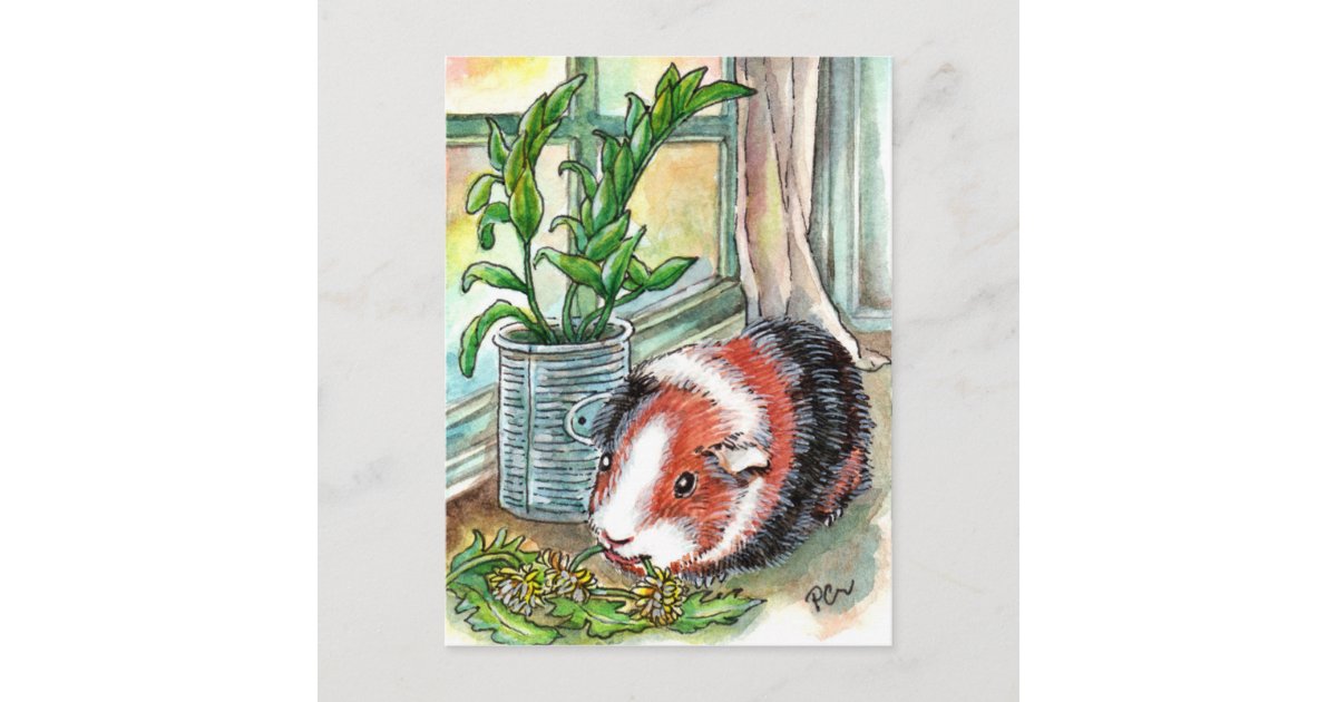 Guinea Pig by the Window Postcard | Zazzle