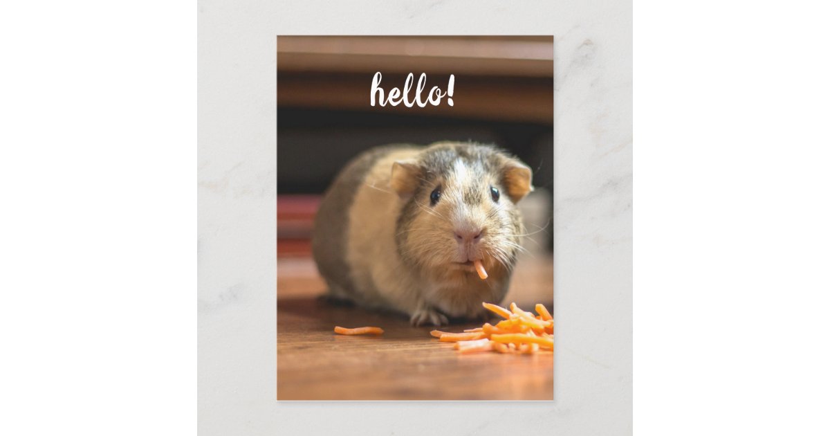 Guinea Pig Funny Hello Postcard | Zazzle