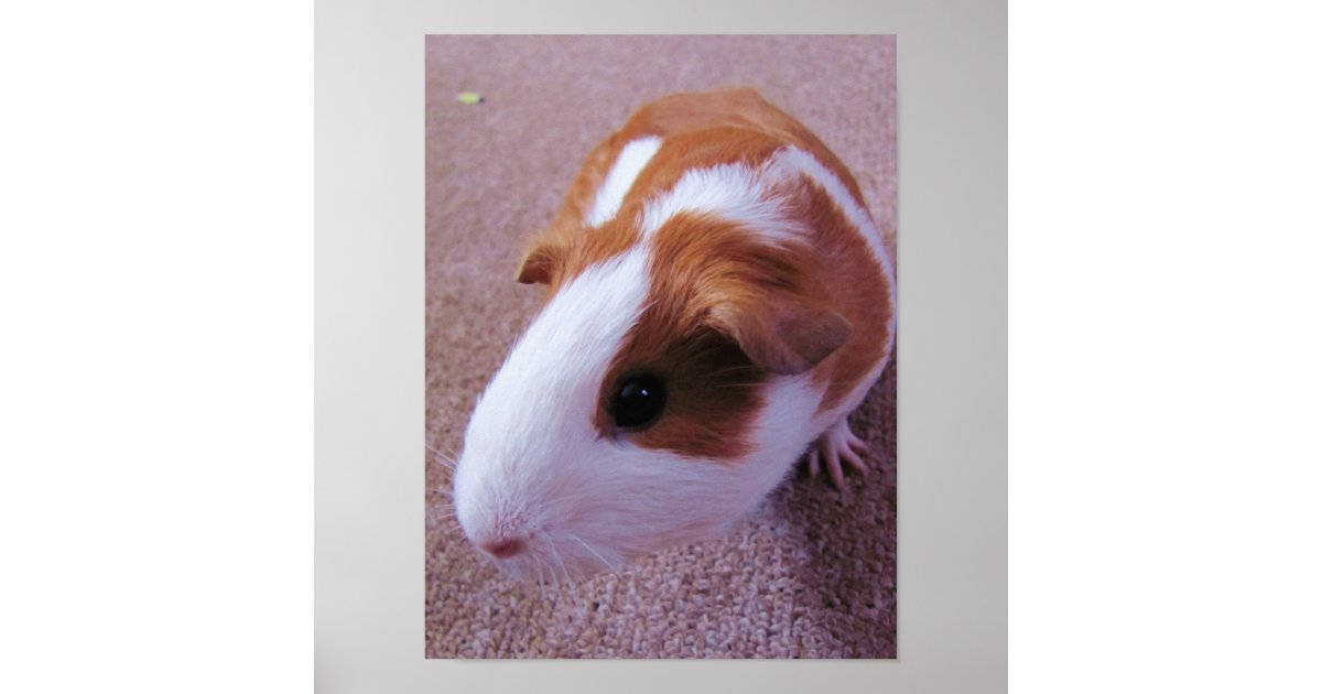 Guinea Pig Poster | Zazzle