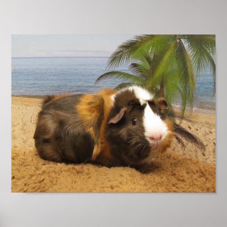 Guinea Pig Under Palm Tree Poster | Zazzle