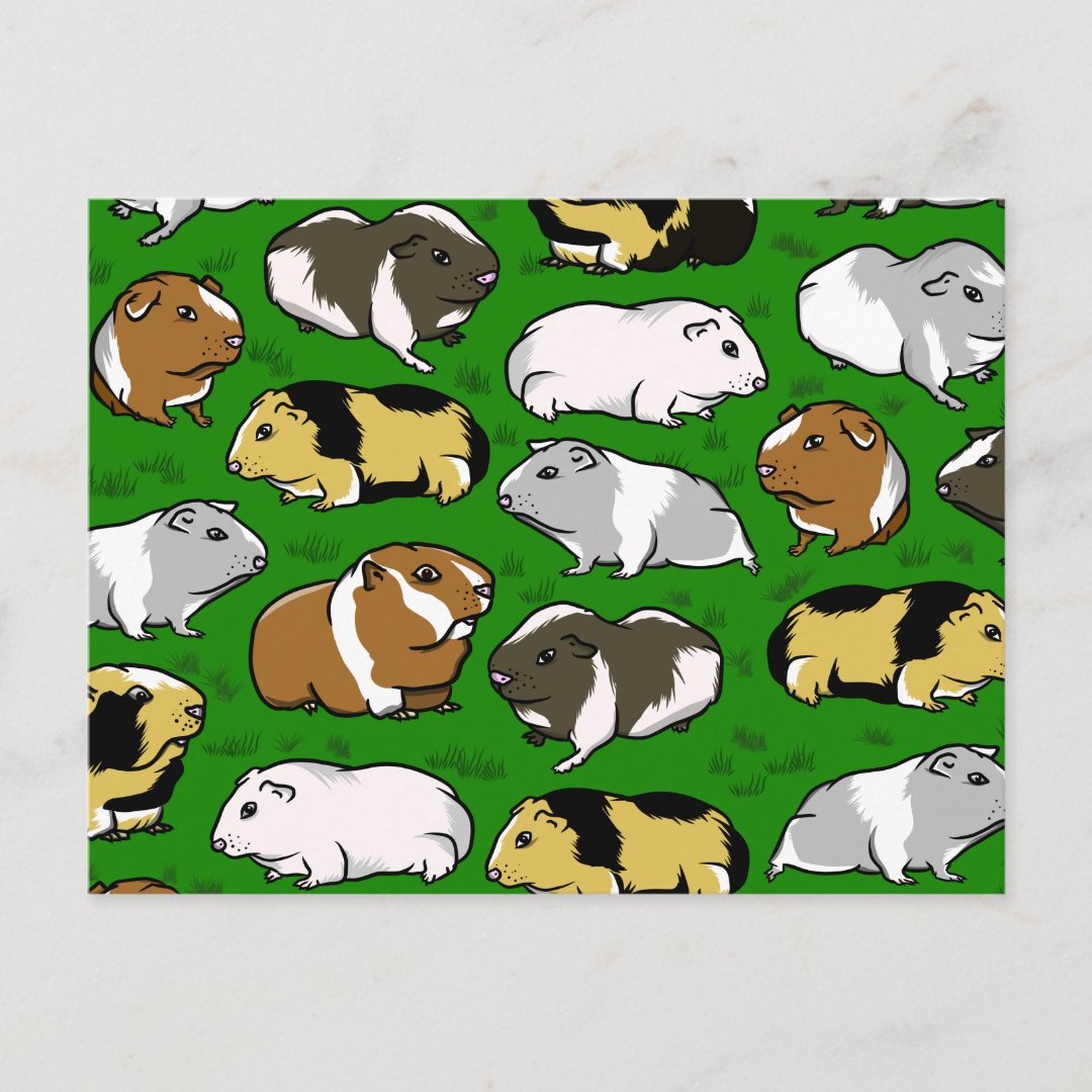 Guinea pigs pattern postcard | Zazzle