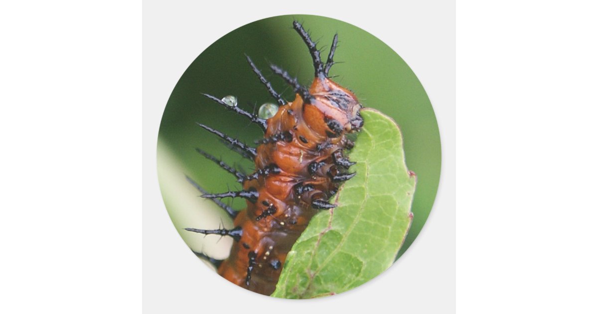 Gulf Fritillary Butterfly Caterpillar Stickers | Zazzle