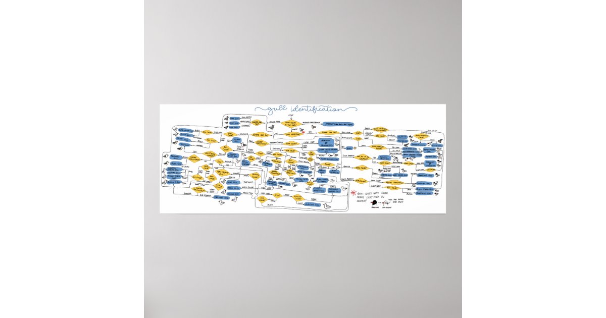 Gull Identification Flowchart Poster | Zazzle