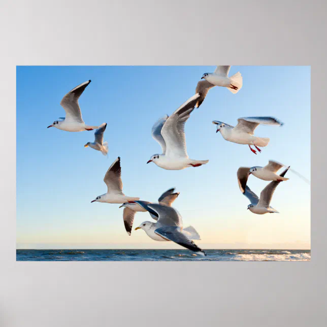 Gulls in flight poster | Zazzle